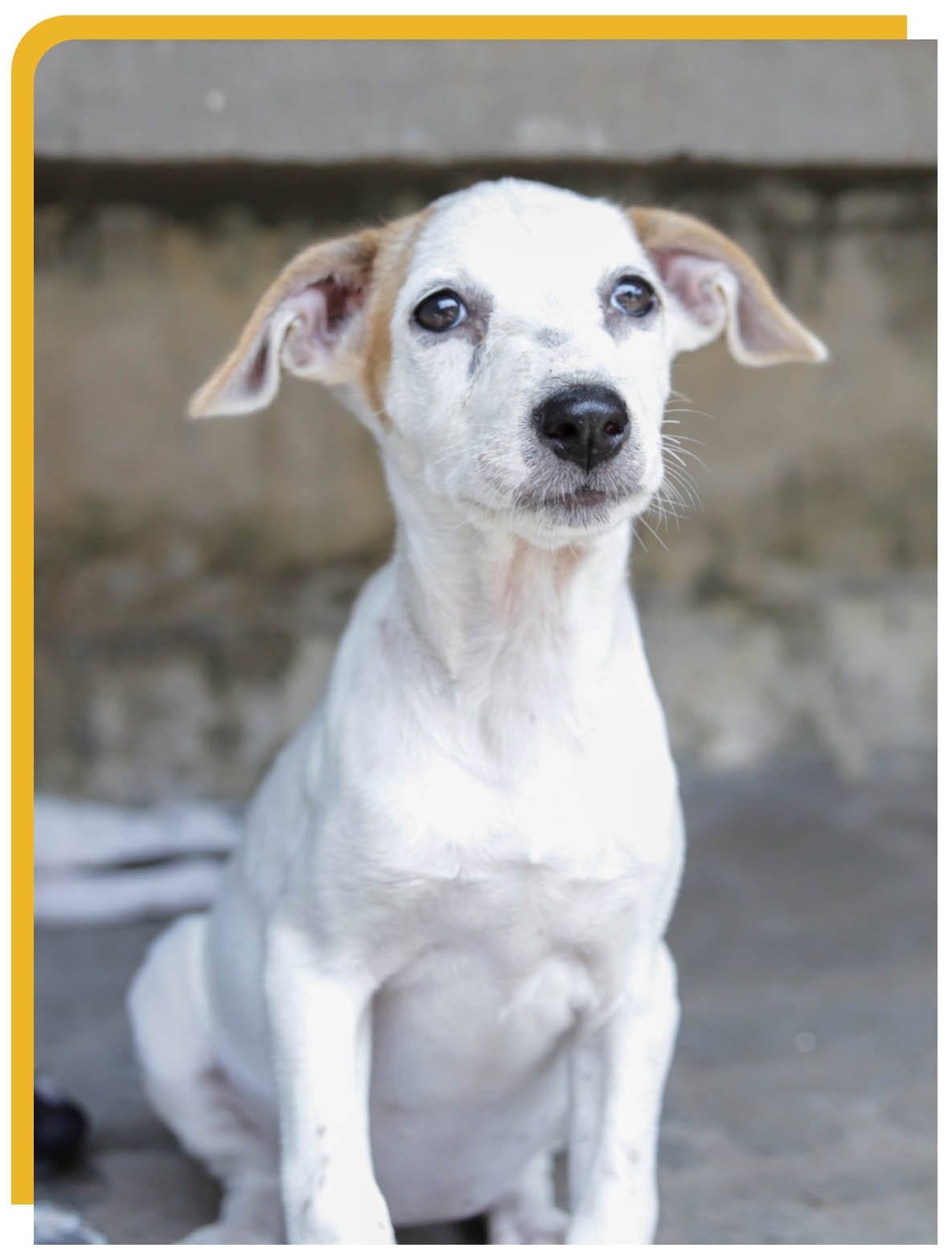 Animal Welfare and Protection Association (AWPA)