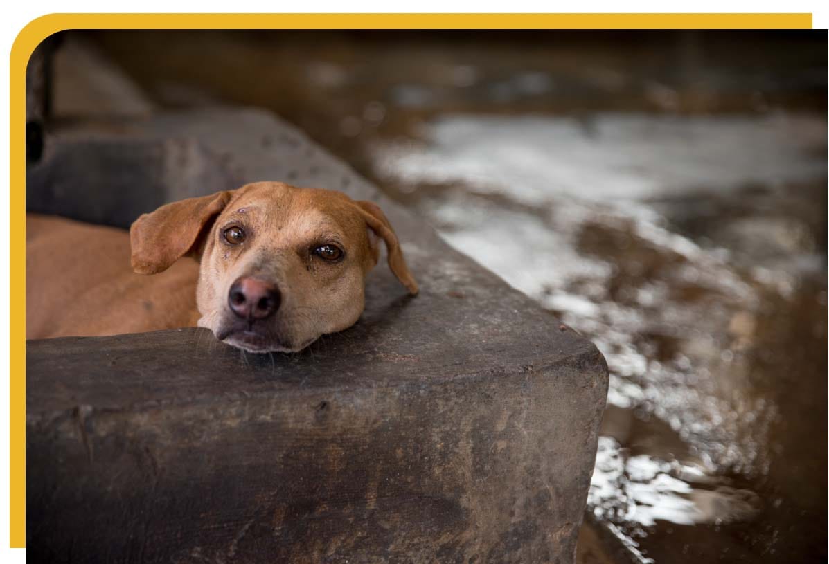 About Us - Animal Welfare and Protection Association