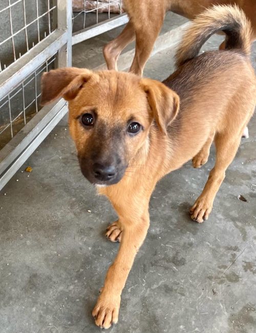 Animal Welfare and Protection Association (AWPA)